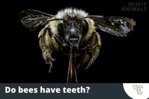 Do Bees Have Teeth? (Bee Mandibles & How They Work)
