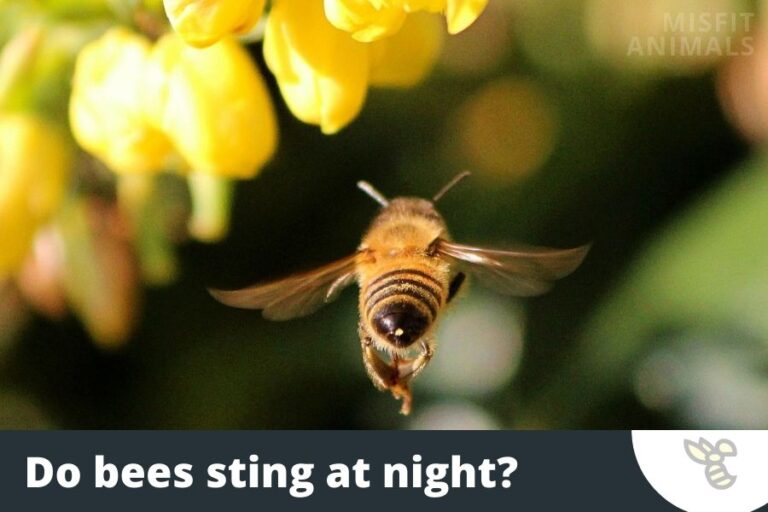 Do Bees Come Out At Night? (Nocturnal Bee Activity)