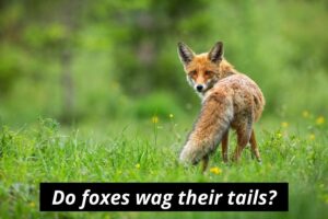 Do Foxes Wag Their Tails? (And When Do They Do It?)