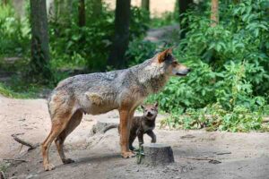 Baby Wolves Facts: What They’re Called, Eat & More
