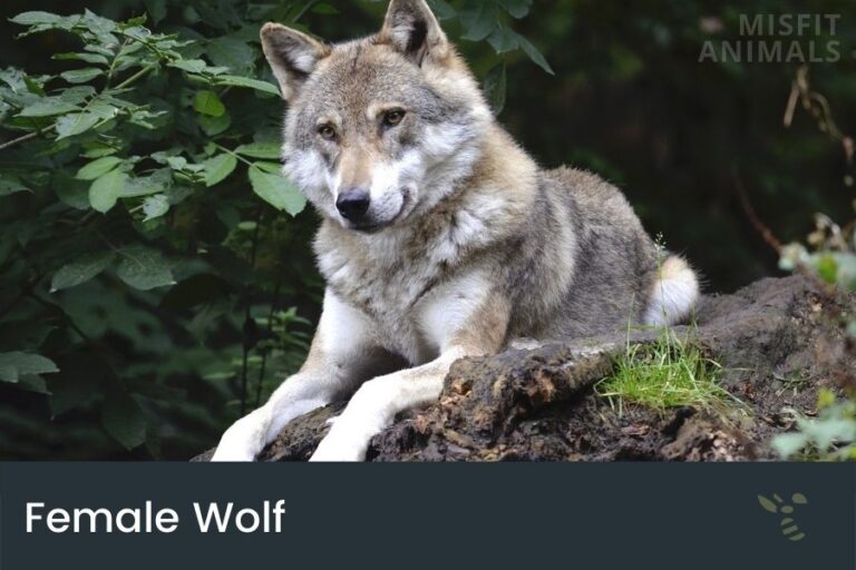 Wolf Pack Ranks, Roles & Order | Wolves Hierarchy