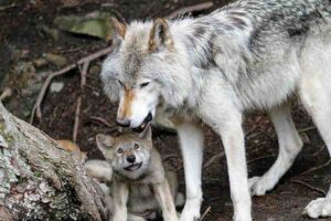 How Do Wolves Show Affection? Nibbling, Touch, And Vocals