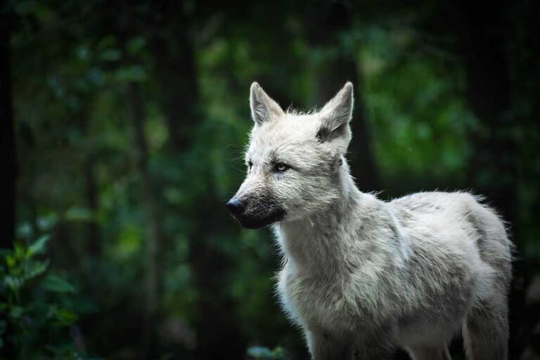 Female Wolf (Behavior, Rank & What They’re Called)