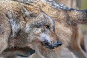 How Do Wolves Protect Themselves? (Defence Mechanisms)