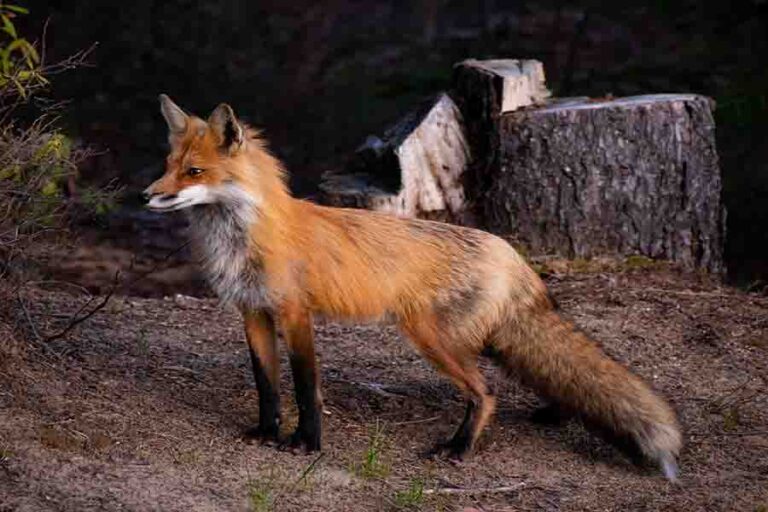 Fox Body Language: How They Communicate With Their Body?