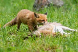 What Is A Fox? (The Fox Facts You Should Know)
