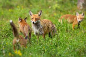 Why Do Foxes Have Tails? (How They Use Them)