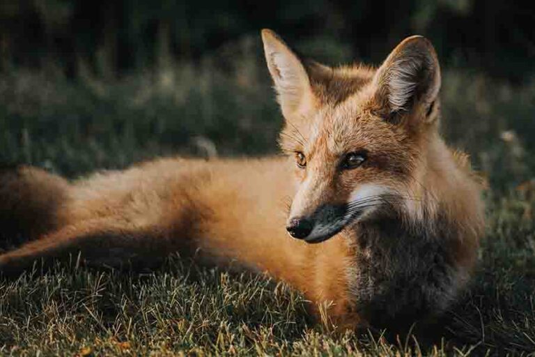 Do Foxes Smell? (Scent Marking & Detection)