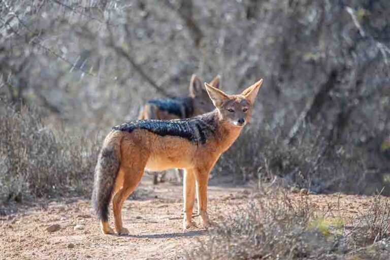 Why Do Foxes Have Tails? (How They Use Them)