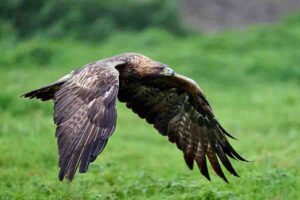How Fast Can A Hawk Fly? Maximum Speed & Ordinary Flight