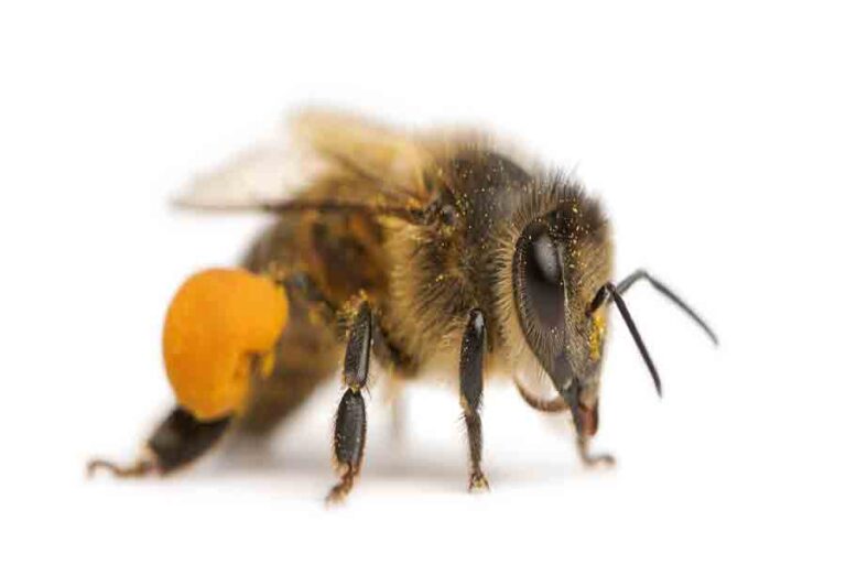 Do Bees Have Ears & How Is Their Hearing? Can Bees Hear?