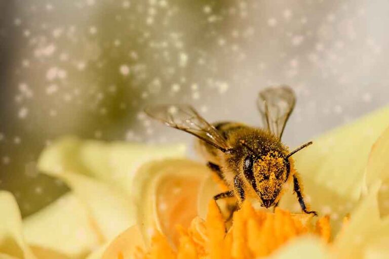 Do Bees Have Teeth? (Bee Mandibles & How They Work)
