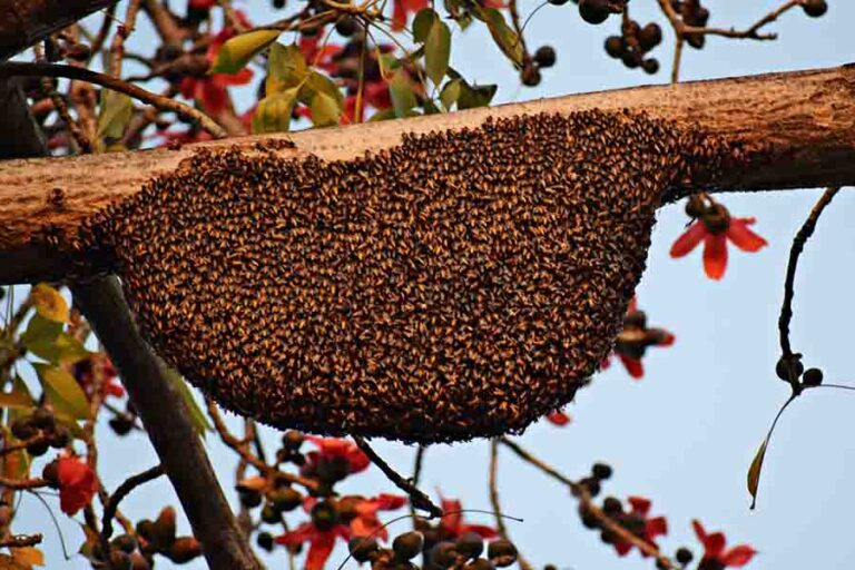 How Many Bees Are In A Beehive? (Apiraries & Natural Hives)