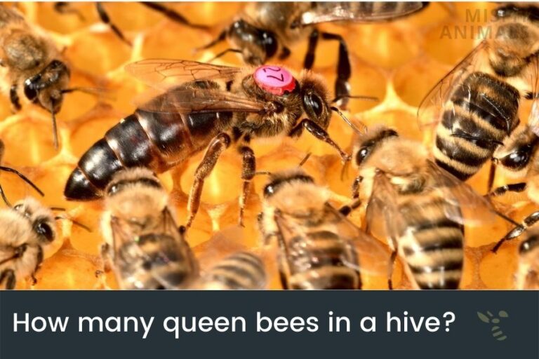 How Many Queen Bees Are In A Hive? (More Than One?)