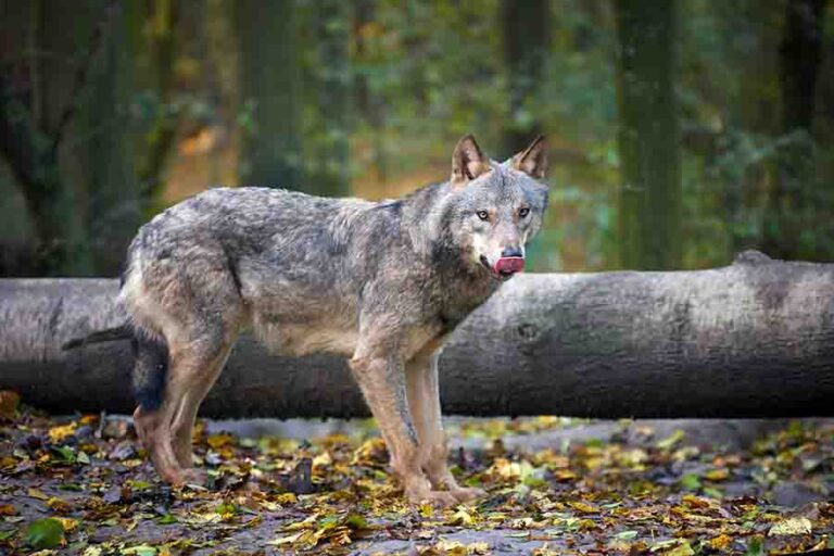 The Omega Wolf & Its Role In The Pack | The Underdog