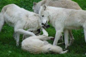 How Do Wolves Show Submission & When Do They Do It?