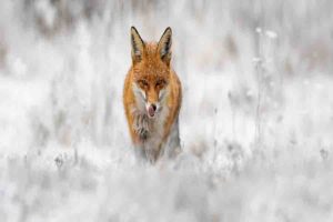 Do Foxes Hibernate? (How They Live & Eat During The Winter)