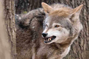 What Animals Eat Wolves? (7 Wolf Predators)