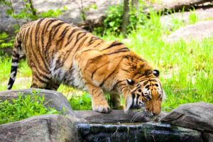 Tiger Vs. Wolf: Difference & Similarities | Who Whould Win?