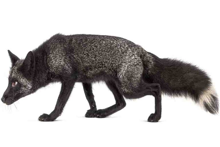 Do Foxes Smell? (Scent Marking & Detection)