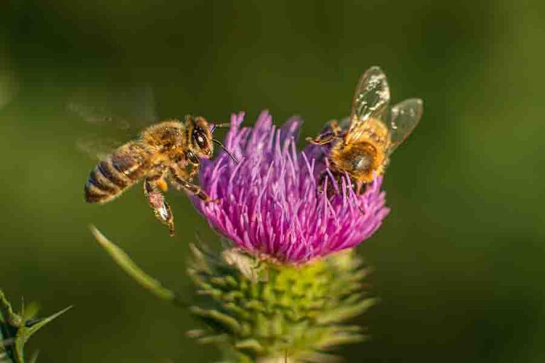 Which Colors Are Bees Attracted To The Most?
