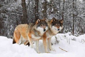 How Do Wolves Show Affection? Nibbling, Touch, And Vocals
