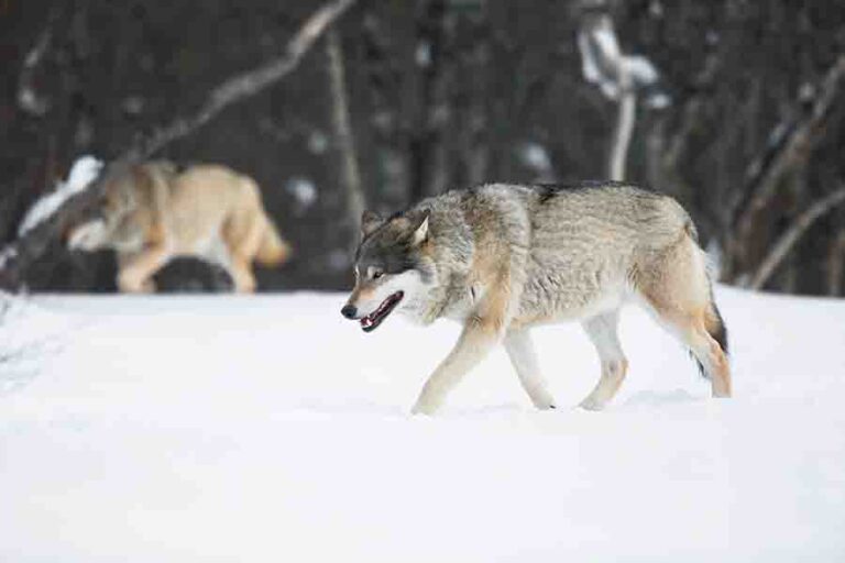 Female Wolf (Behavior, Rank & What They’re Called)