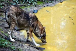 What Do Wolves Eat? List Of Animals Hunted By Wolves