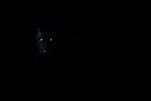 Do Wolves Have Night Vision? (Can They See In The Dark?)
