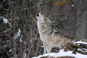 How Do Wolves Show Affection? Nibbling, Touch, And Vocals