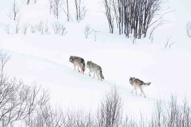 Do Wolves Hibernate? (What Wolves Do In Winter)