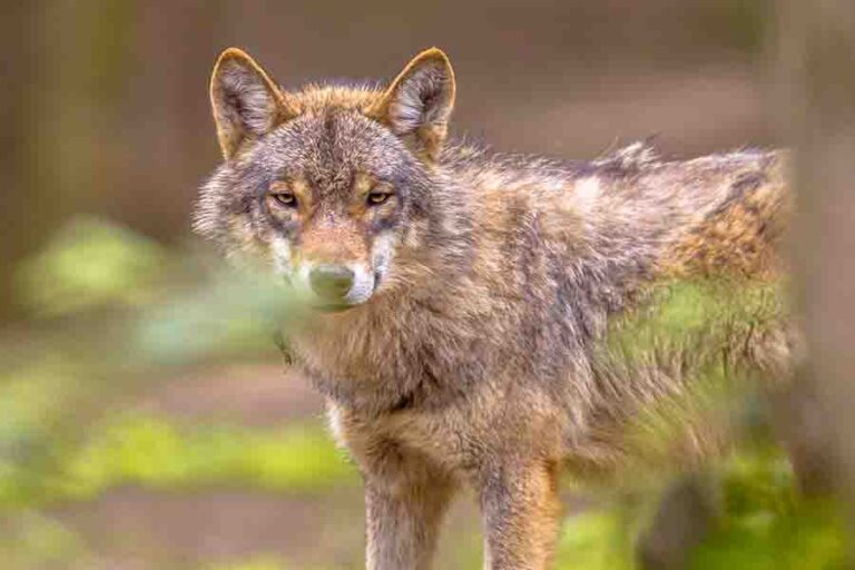 Why Do Wolves Have Pointy Ears & Why Aren't They Floppy?