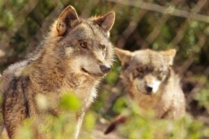 Wolf Pack Ranks, Roles & Order | Wolves Hierarchy