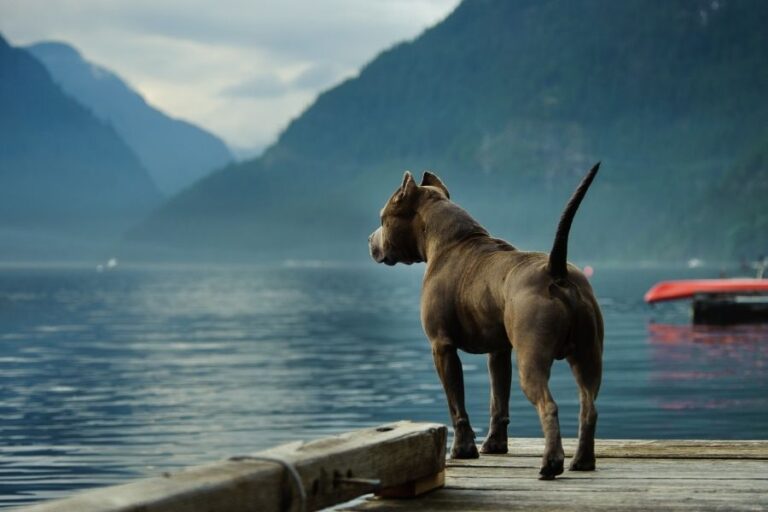 Pitbull Vs. Wolf: Who Would Win In A Fight?