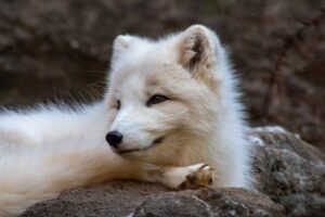 Fox Claws: Sharp & Retractable (How They Use Them)