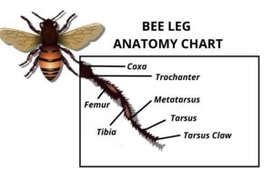 How Many Legs Do Bees Have? (What Do They Use Them For)