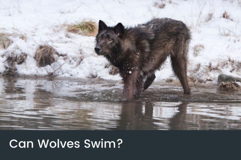 Can Wolves Swim? (Yes, Surprisingly Well) | Sea Wolves