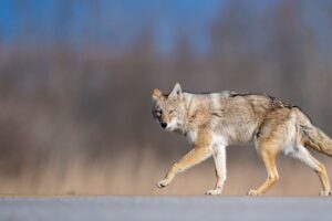 Beaver Predators: What Eats Beavers? (10 Natural Enemies)