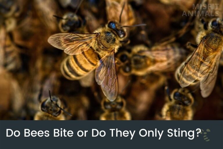 Do Bees Bite? (Or Do They Only Sting?) | Misfit Animals
