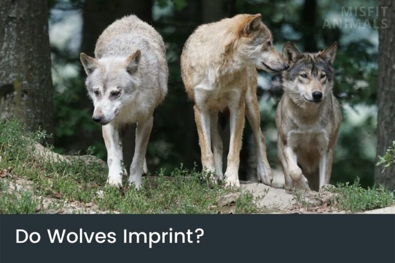 Do Wolves Imprint? (Myth Or Reality) | How It Works