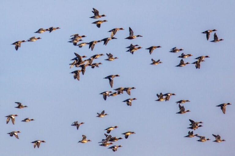 Can Ducks Fly? | How Duck Flight Works According To Science