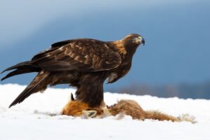 What Animals Eat Wolves? (7 Wolf Predators)