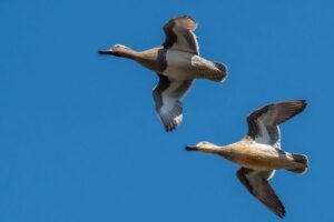 Can Ducks Fly? | How Duck Flight Works According To Science