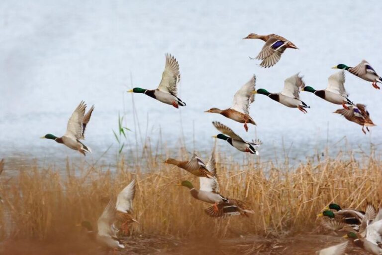 Can Ducks Fly? | How Duck Flight Works According To Science