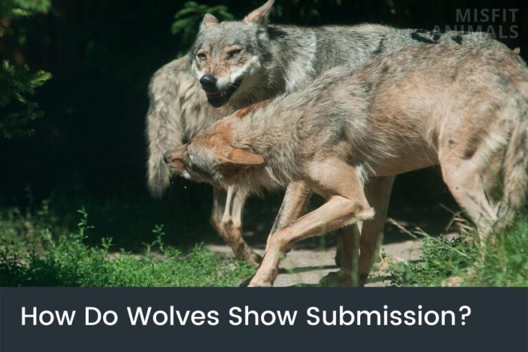 How Do Wolves Show Submission & When Do They Do It?