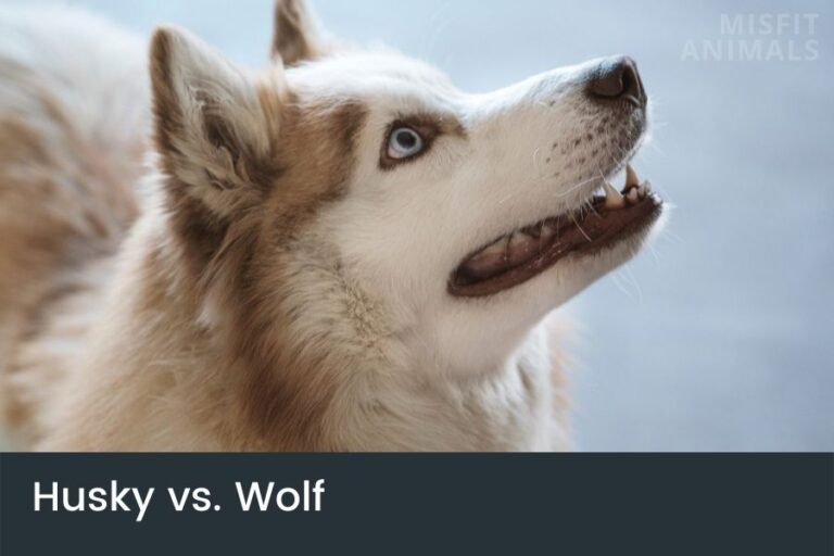Wolf Bite Force (How Strong Are Wolves Bites?)
