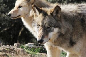 The 10 Largest Wolves In The World (Biggest Wolf On Record)