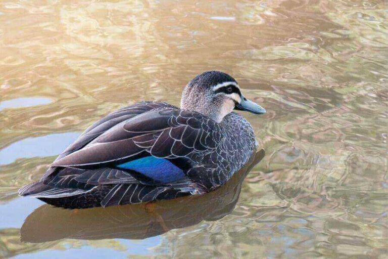 How Fast Can Ducks Swim & How Do They Swim?