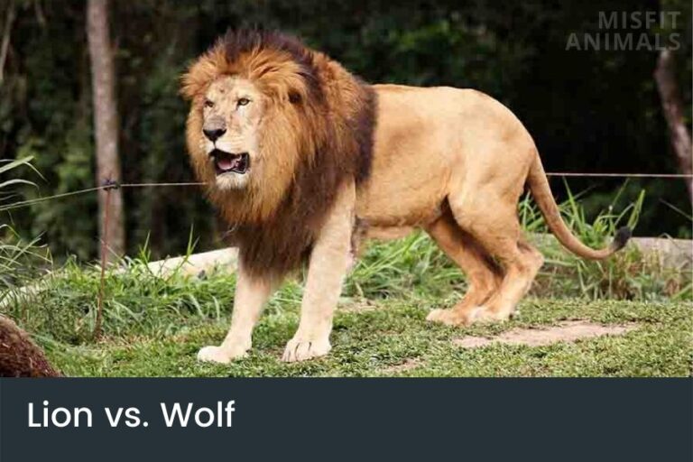 Lion Vs. Wolf: Who Would Win In A Fight? | Their Differences