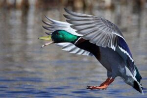 Do Male Ducks Quack & Why Don't They? | Misfit Animals